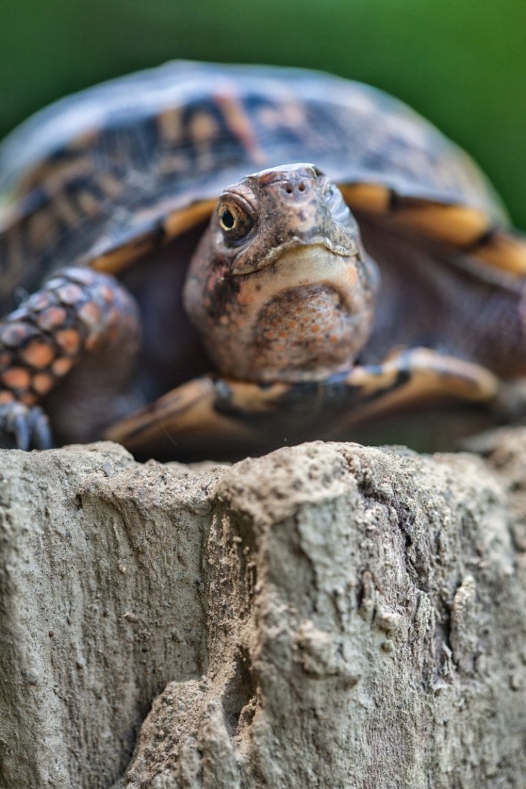 Do Turtles Eat Meat? Are Turtles Carnivorous? Meat Eating Turtles 2024