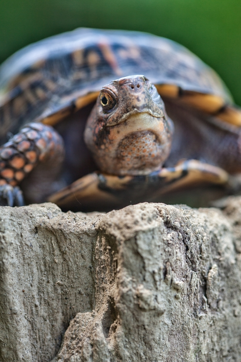 Do Turtles Eat Meat? Are Turtles Carnivorous? Meat Eating Turtles 2024