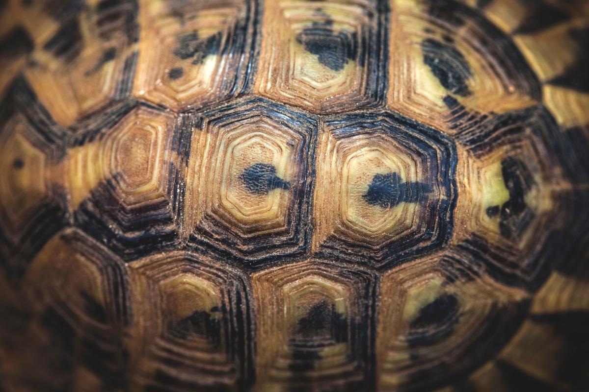 Do Turtles Shed Their Shell Or Skin? Turtle Shell Peeling Answers 2025