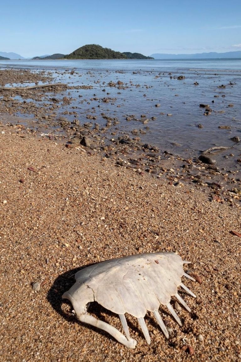 Can a Turtle Live Without A Shell? Are There Turtles Without Shells ...