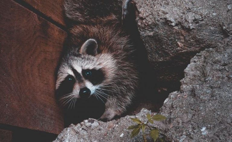 13 WORST Animals That Cause The Most Damage To Homes 2025