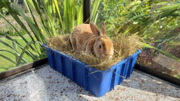 Urine Scald In Rabbits: Appearance, Causes, Cures, Prevention