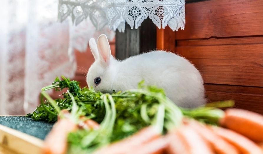 The 5 Best Indoor Rabbit Hutches, Cages, And Pens