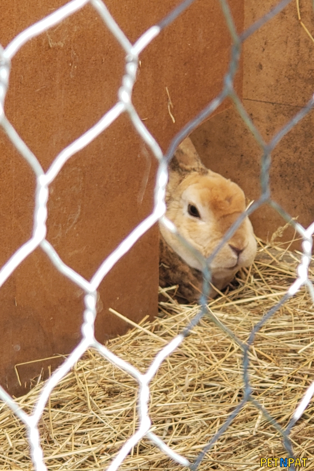 10 BEST Outdoor Rabbit Hutches And Runs For Safety And Shelter