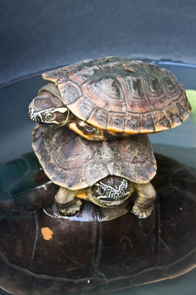 Can Turtles Drown? Can Turtles Breathe Underwater? The LATEST 2024