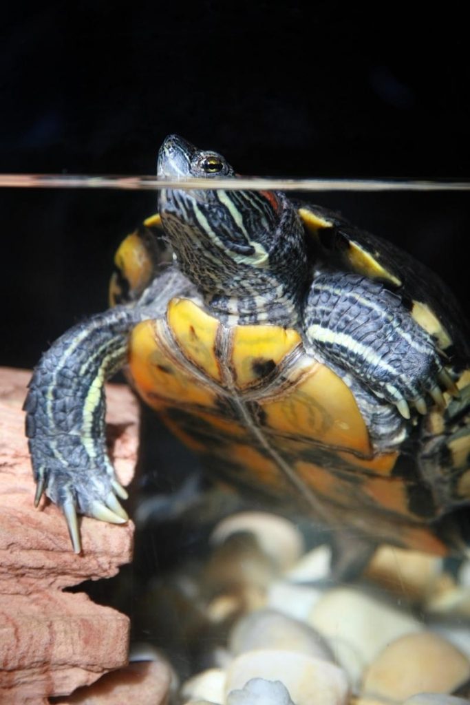 Can Turtles Drown? Can Turtles Breathe Underwater? The LATEST 2024