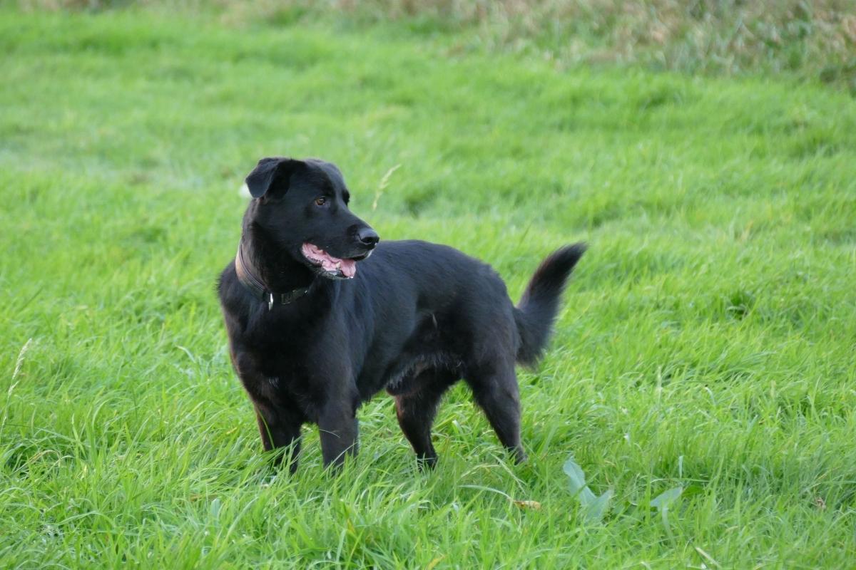 How To Choose A Dog Name 2024 Tips For Naming Dogs How To Choose A Dog Name 2024 Tips For Naming Dogs