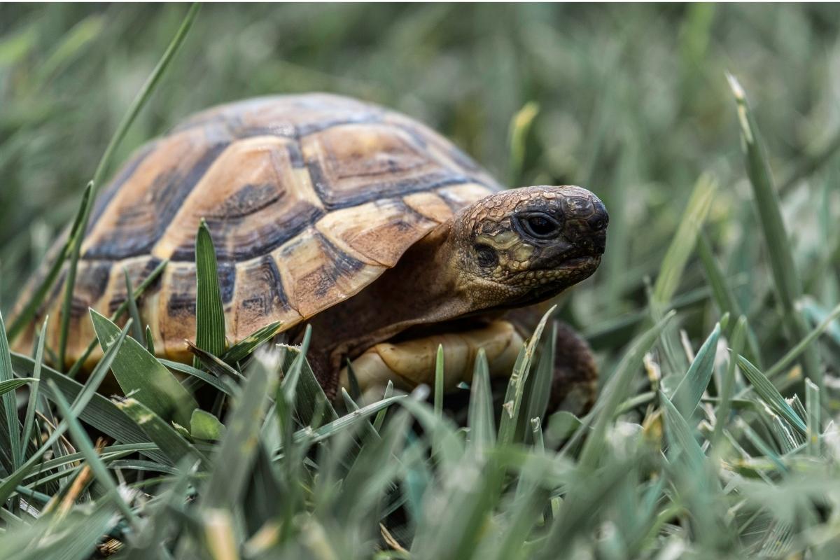 3 TOP Reasons To Consider Turtle Insurance 2026: Exotic Pet Insurance