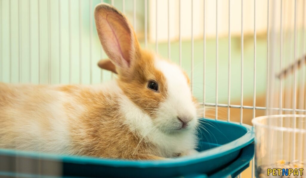 Urine Scald In Rabbits: Appearance, Causes, Cures, Prevention